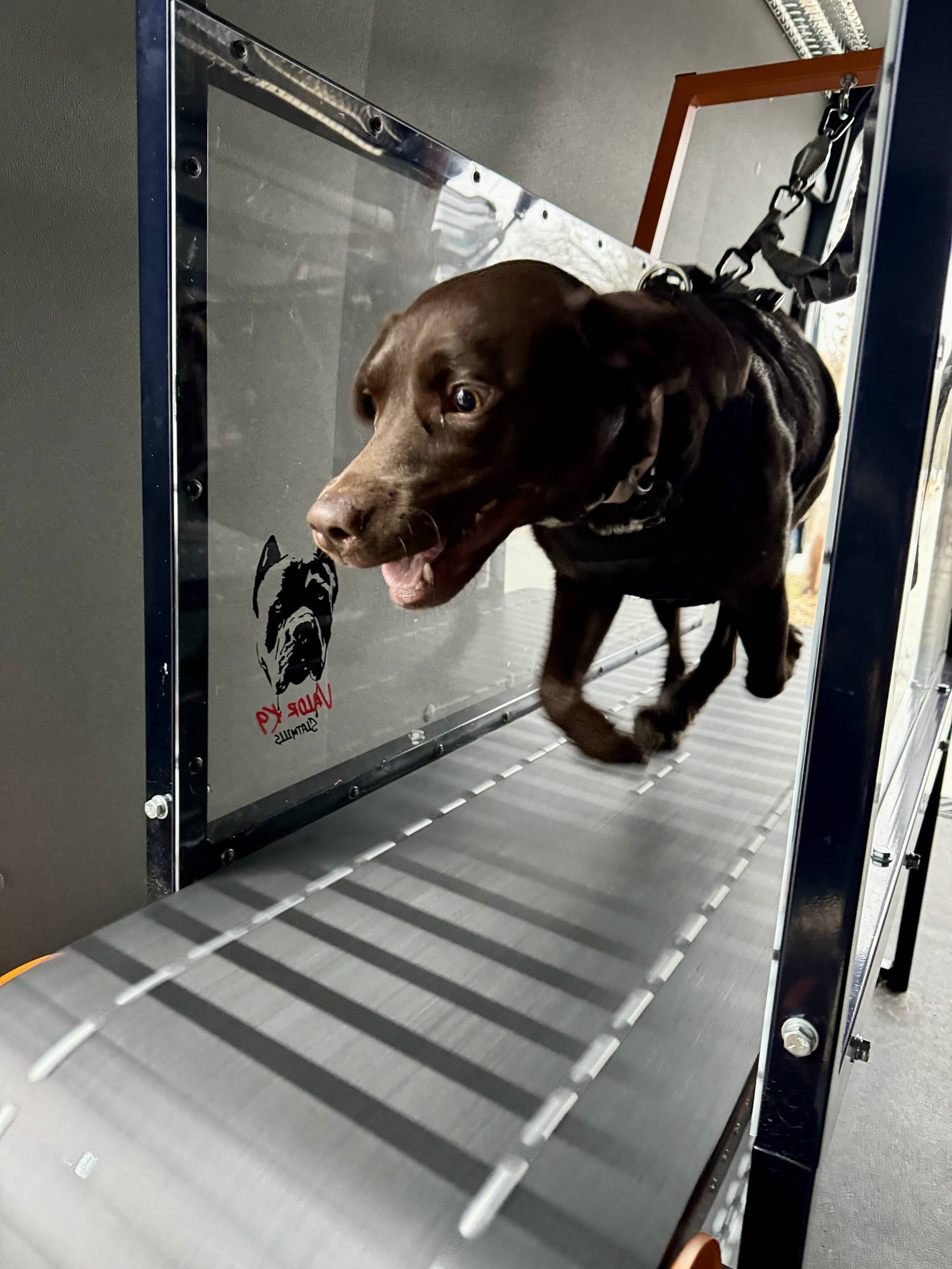Canine Cardio | Waggin' Wheels Mobile Dog Gym