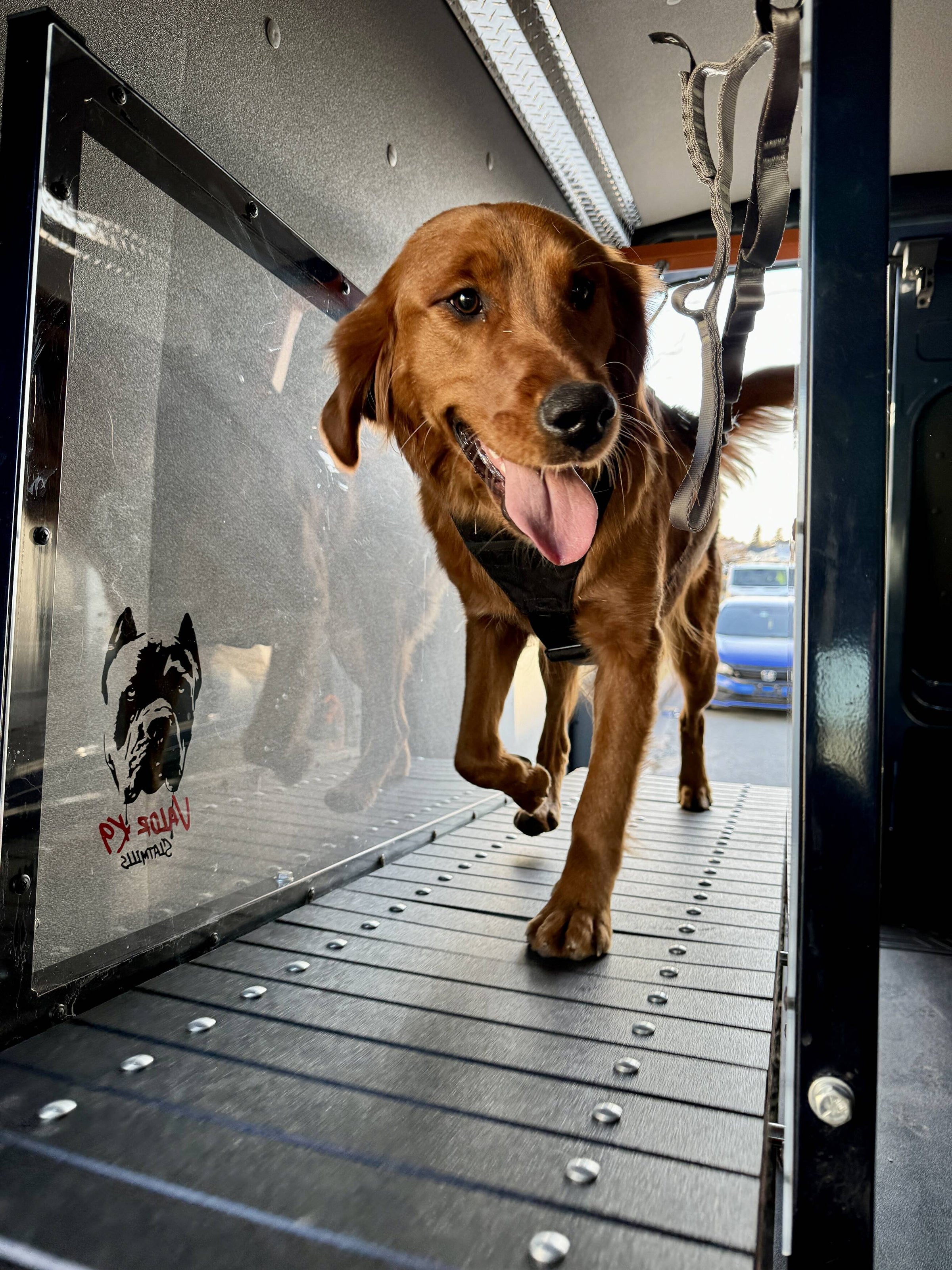 Canine Cardio | Waggin' Wheels Mobile Dog Gym